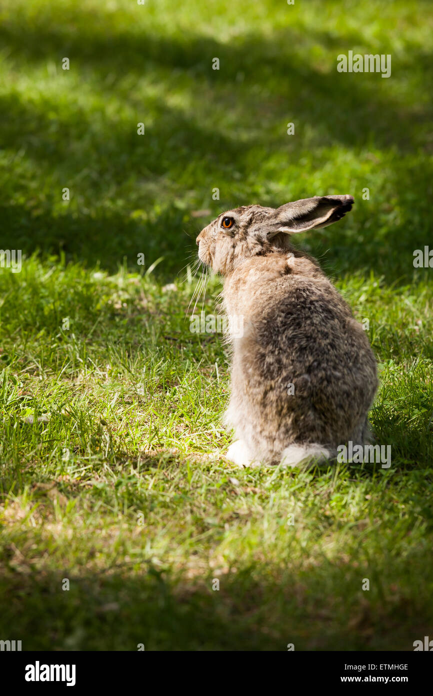 Brown hare sitting in grass Stock Photo - Alamy