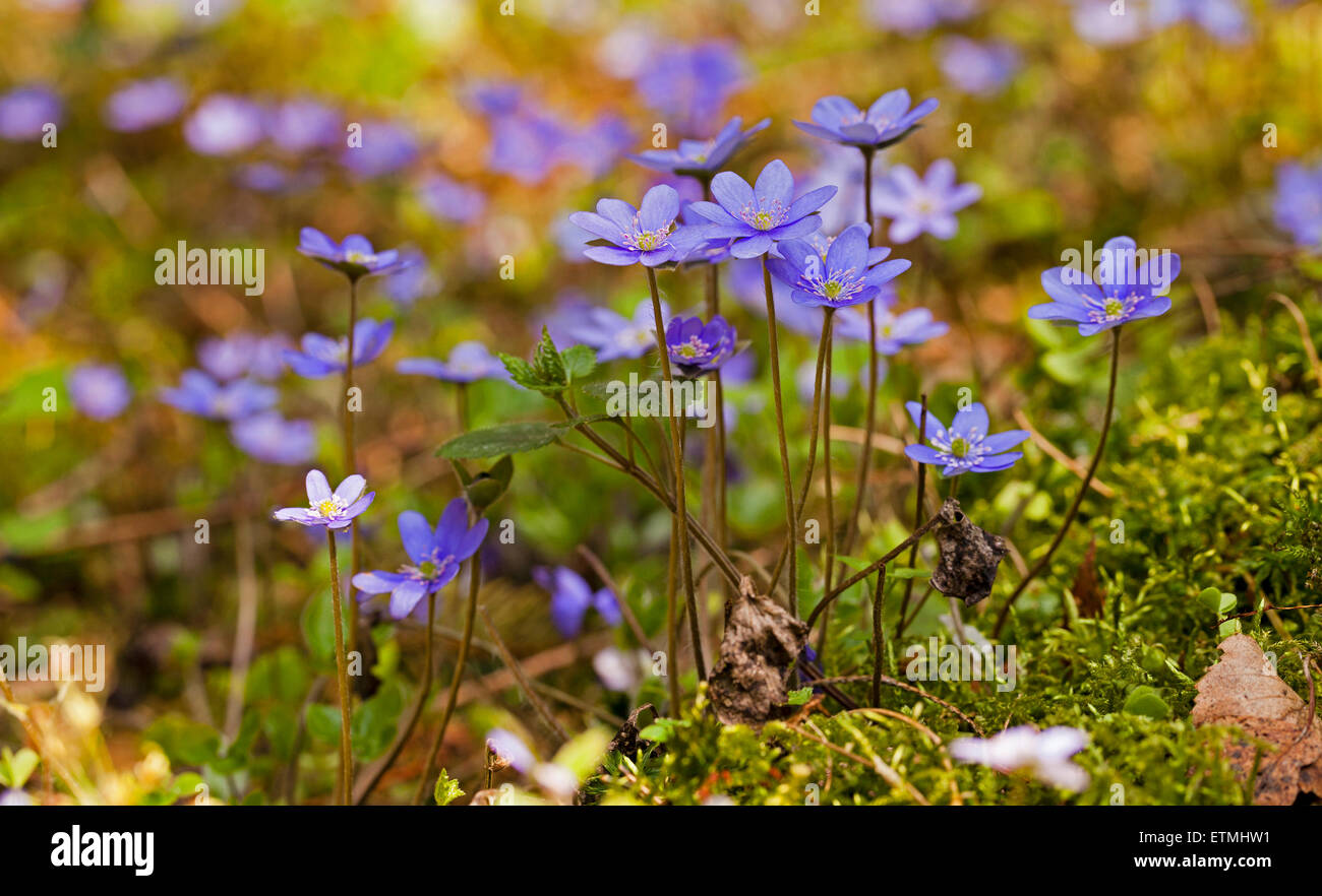 Flower glades hi-res stock photography and images - Alamy