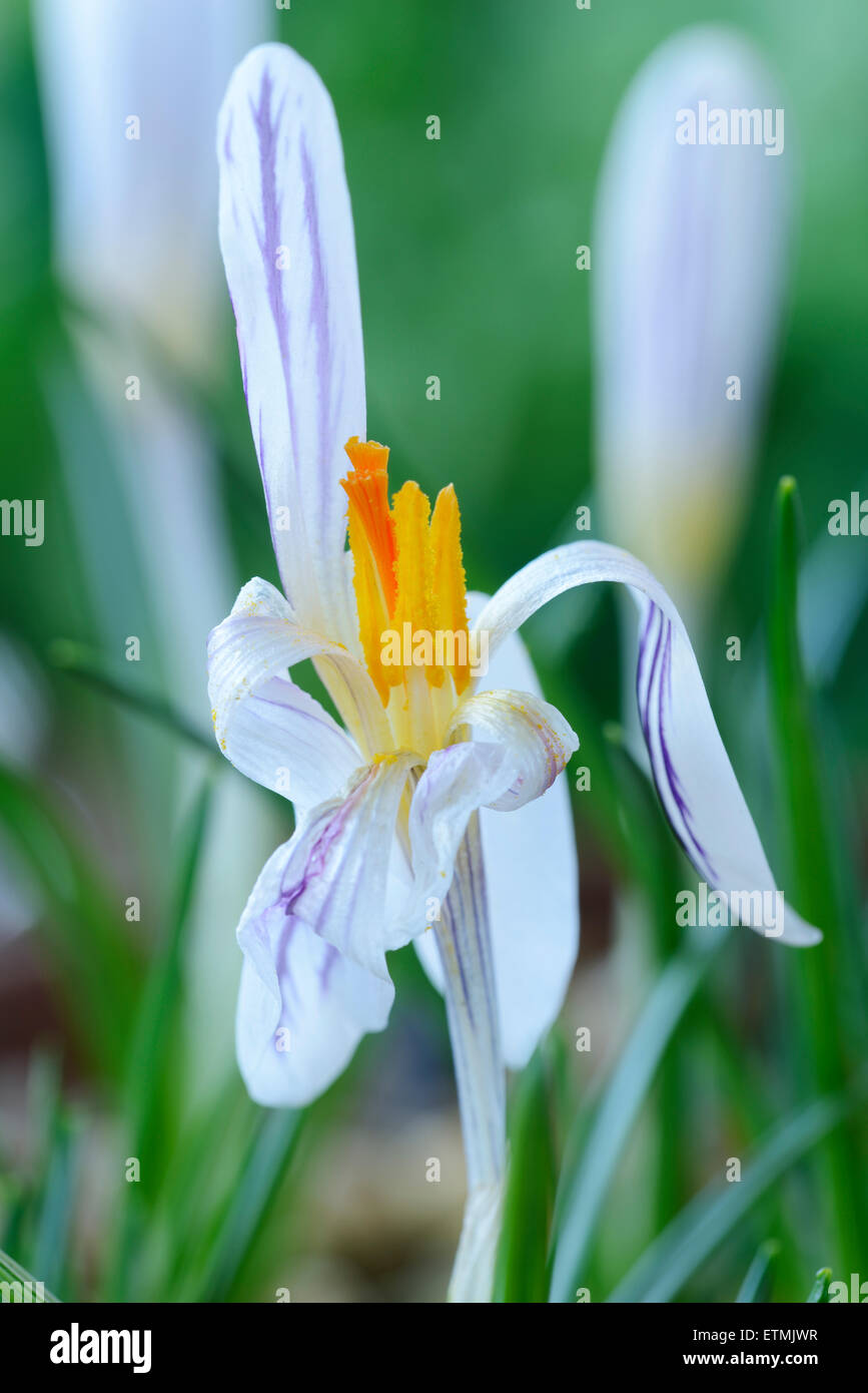 Dead flower close up hi-res stock photography and images - Alamy
