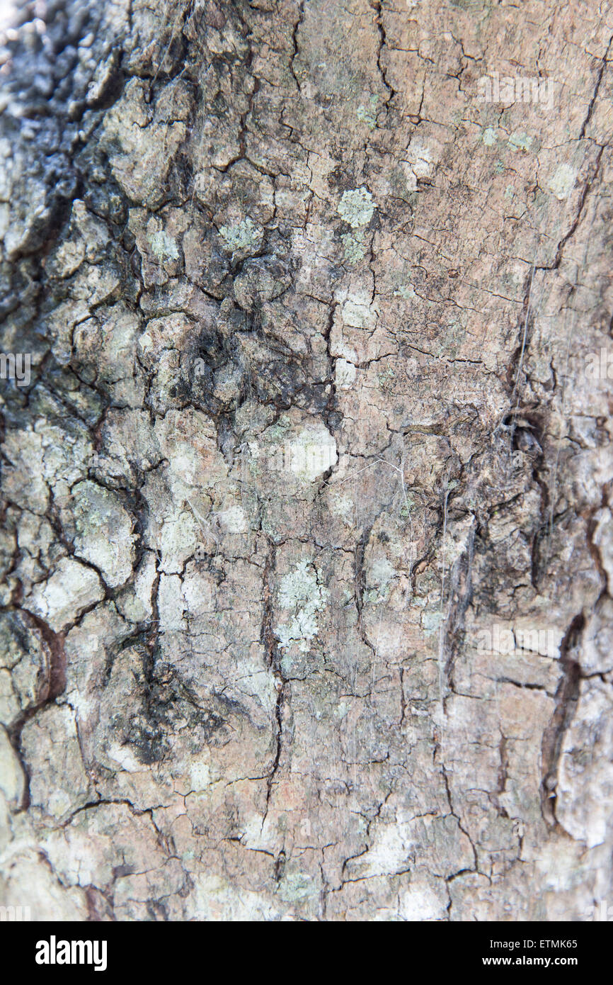 tree trunk bark texture Stock Photo - Alamy