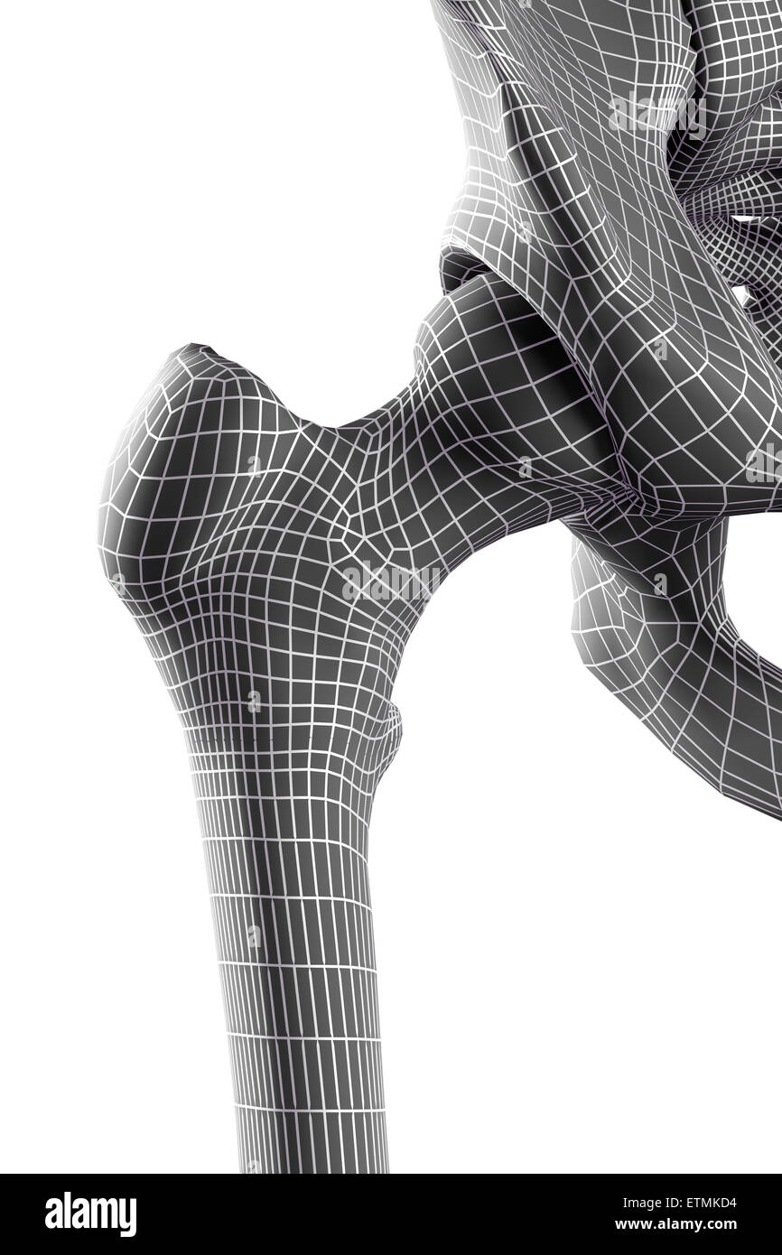 Hip joint anatomy hi-res stock photography and images - Alamy