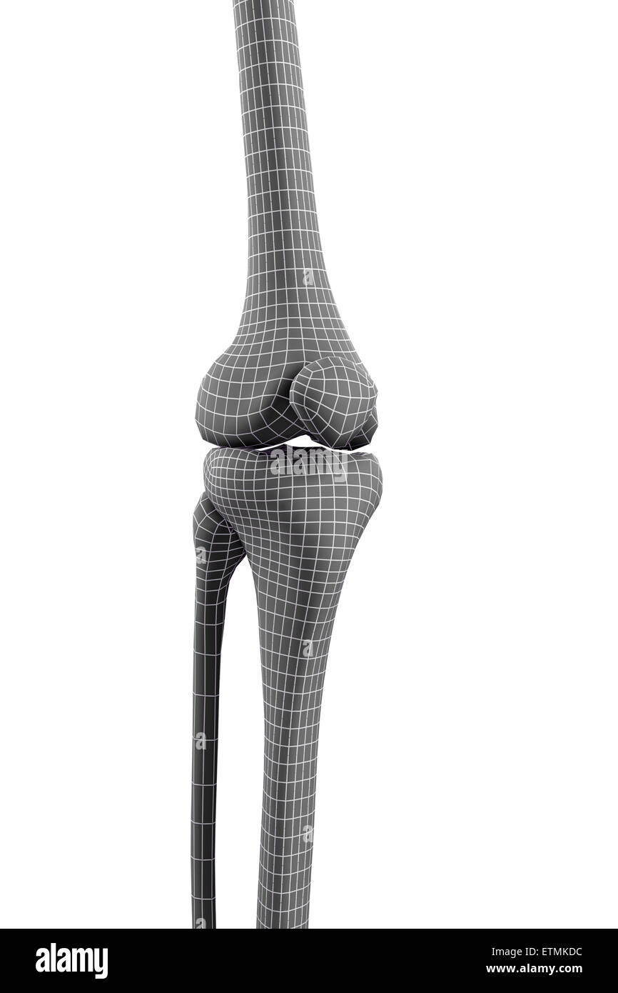 Stylized illustration showing the knee joint Stock Photo - Alamy
