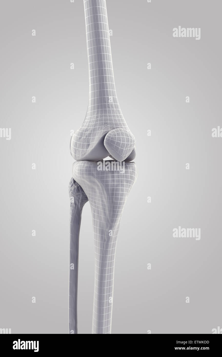 Stylized illustration showing the knee joint Stock Photo - Alamy
