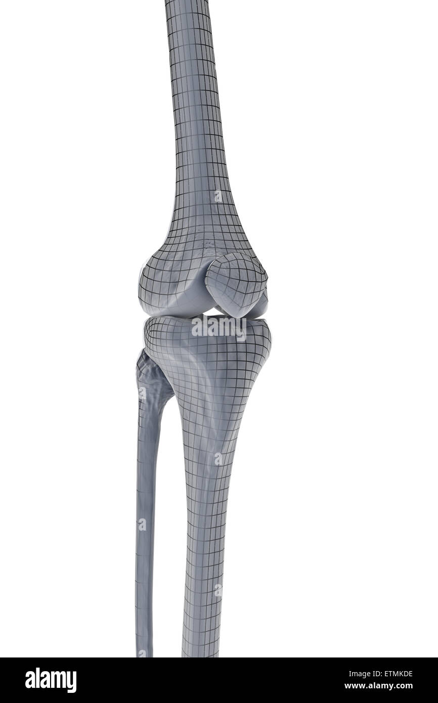 Stylized illustration showing the knee joint Stock Photo - Alamy