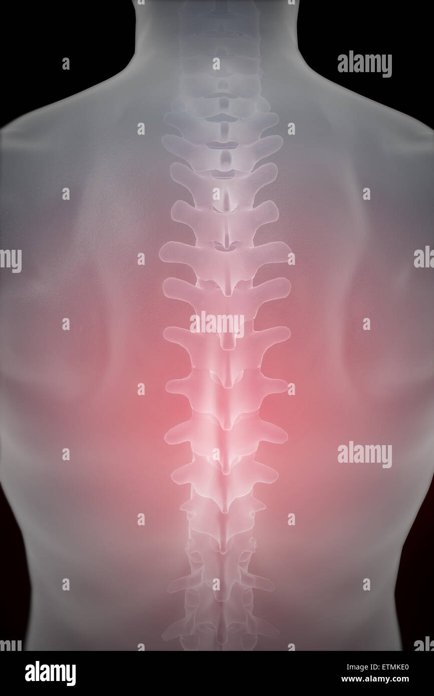 Anatomy of lumbar spine High Resolution Stock Photography and Images ...