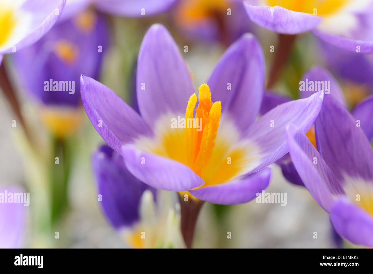 Crocus sublimis ‘tricolor’ hi-res stock photography and images - Alamy