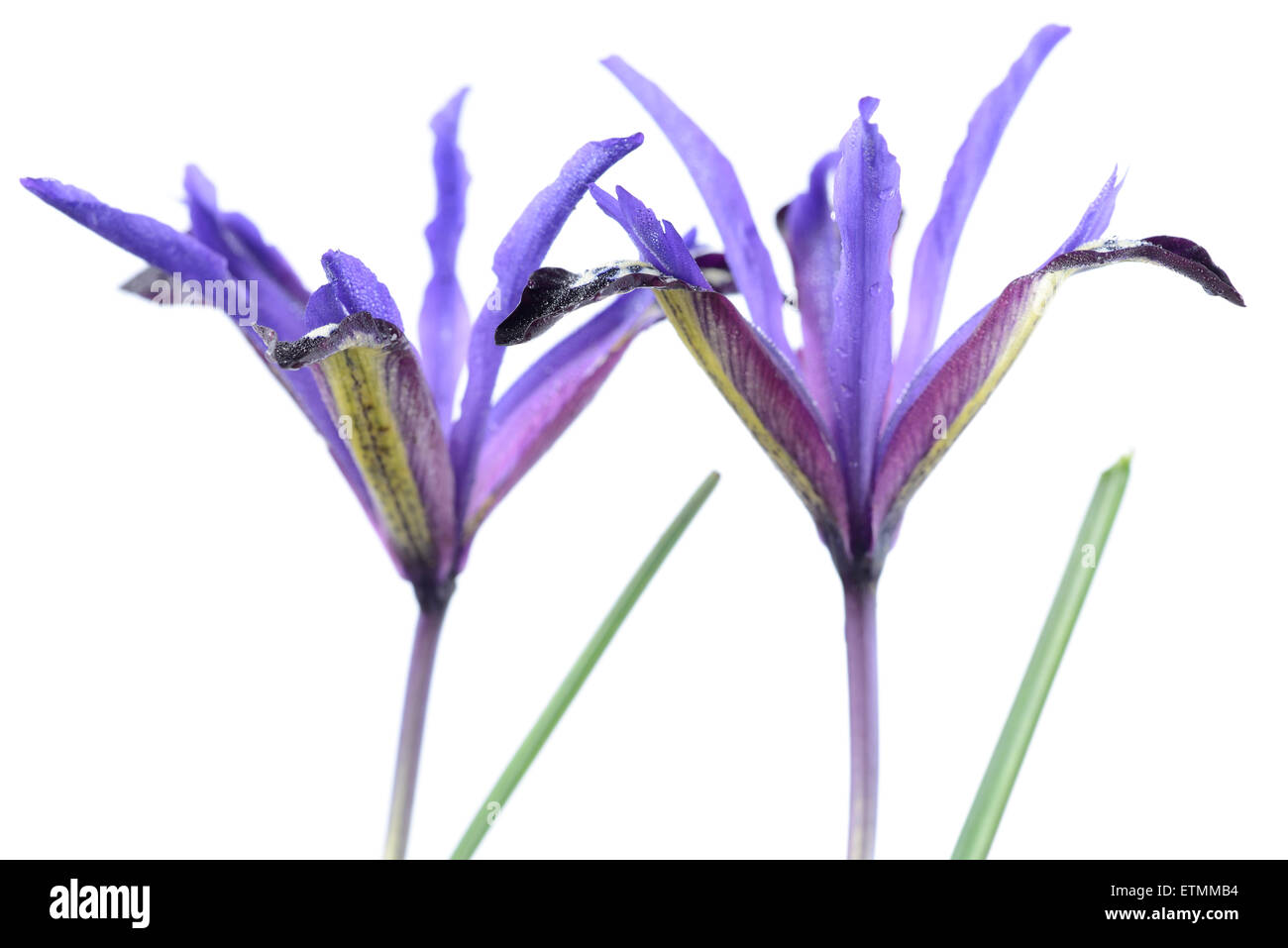 Iris 'Blue Note' Reticulata February Stock Photo - Alamy