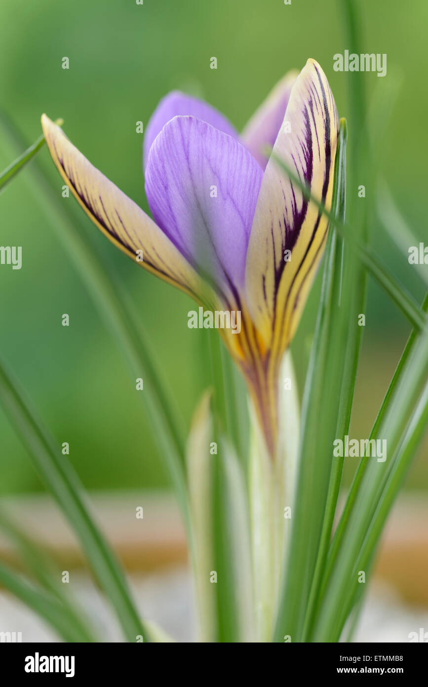 Crocus suaveolens hi-res stock photography and images - Alamy