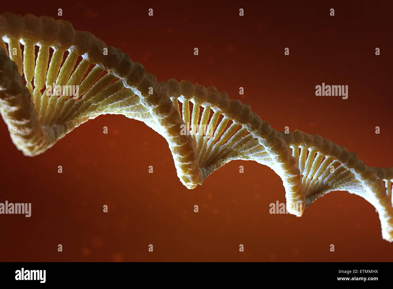 Stylized illustration of strands of human DNA, deoxyribonucleic acid ...