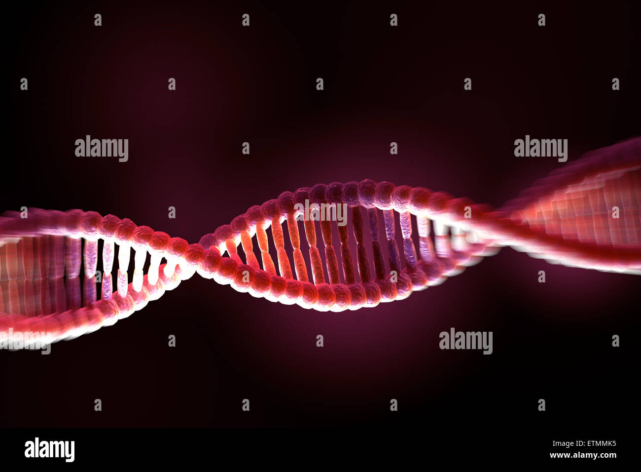 Stylized illustration of strands of human DNA, deoxyribonucleic acid ...