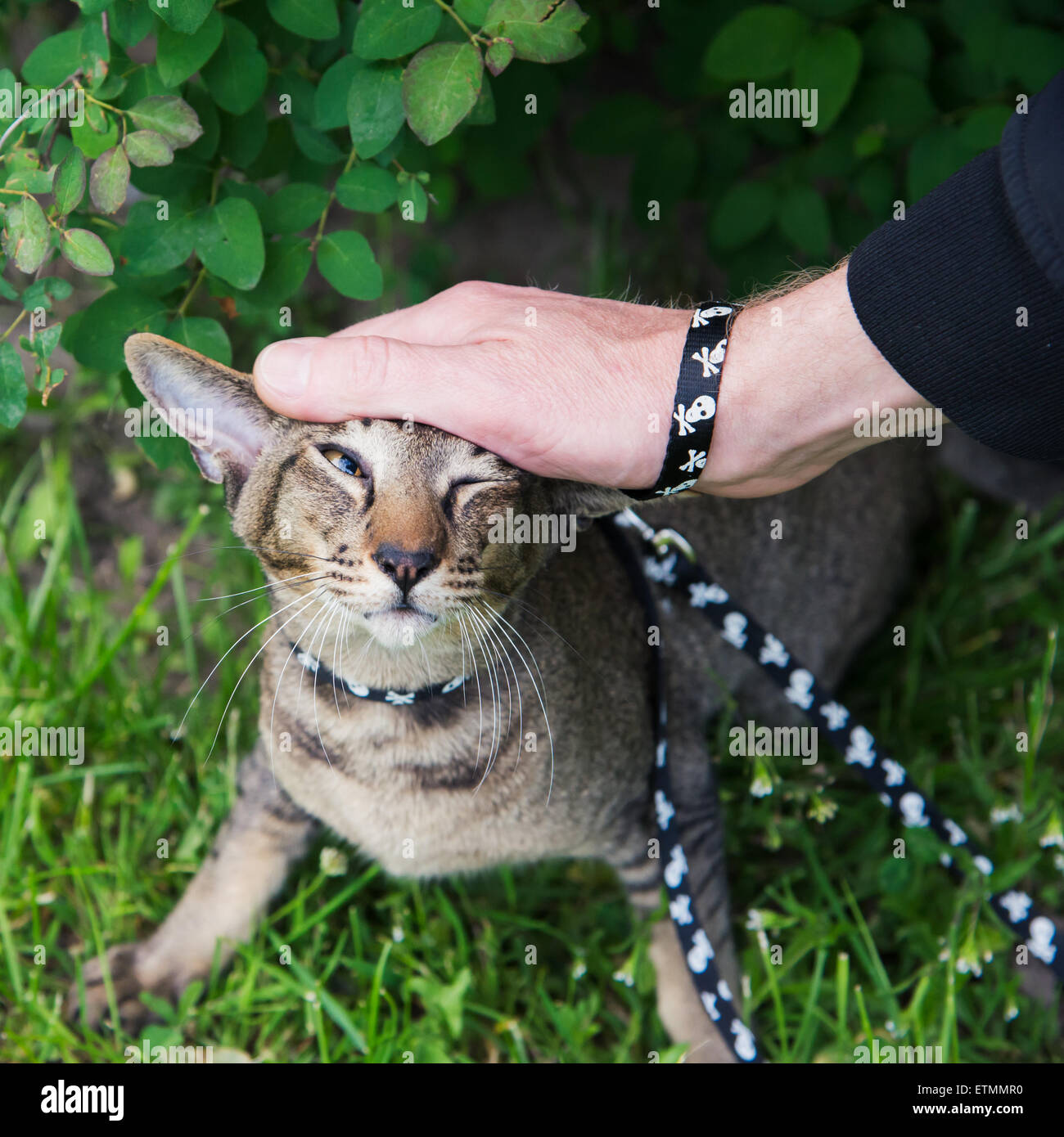 Guy with a cat hi-res stock photography and images - Alamy