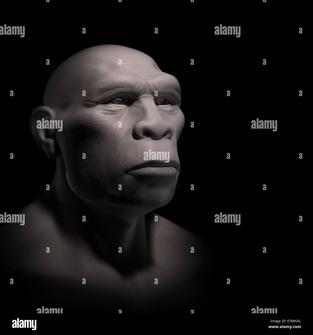 Depiction of a Homo Erectus, an extinct genus of hominids and ancestor ...