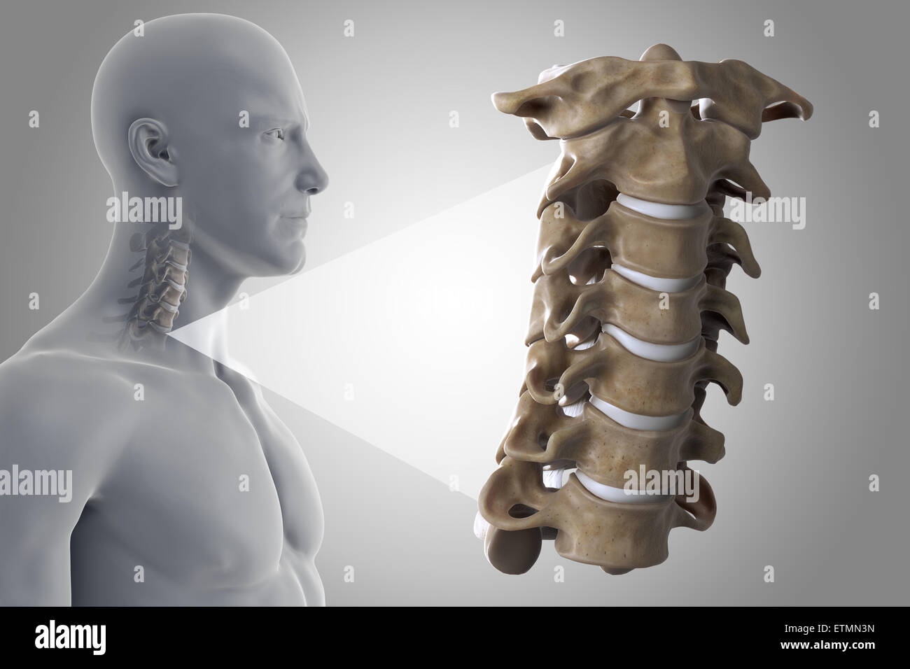 Neck cervical vertebrae hi-res stock photography and images - Alamy