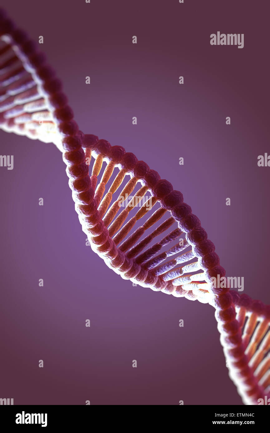 Stylized illustration of strands of human DNA, deoxyribonucleic acid ...