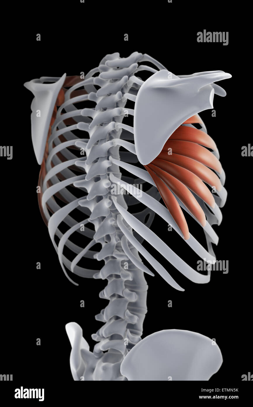 What Is The Serratus Anterior Definition Function Serratus Anterior ...