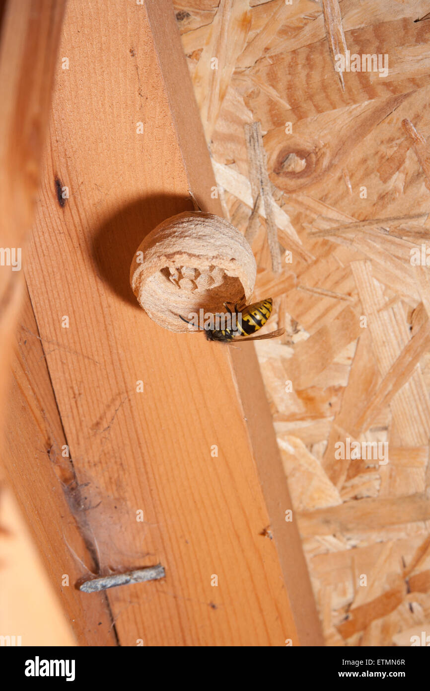 Wasp building a nest in a roof space Stock Photo - Alamy