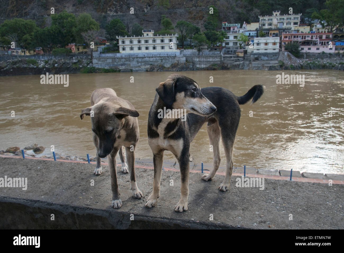 Stray dogs on the bank of Ganges in Rishikesh Stock Photo - Alamy