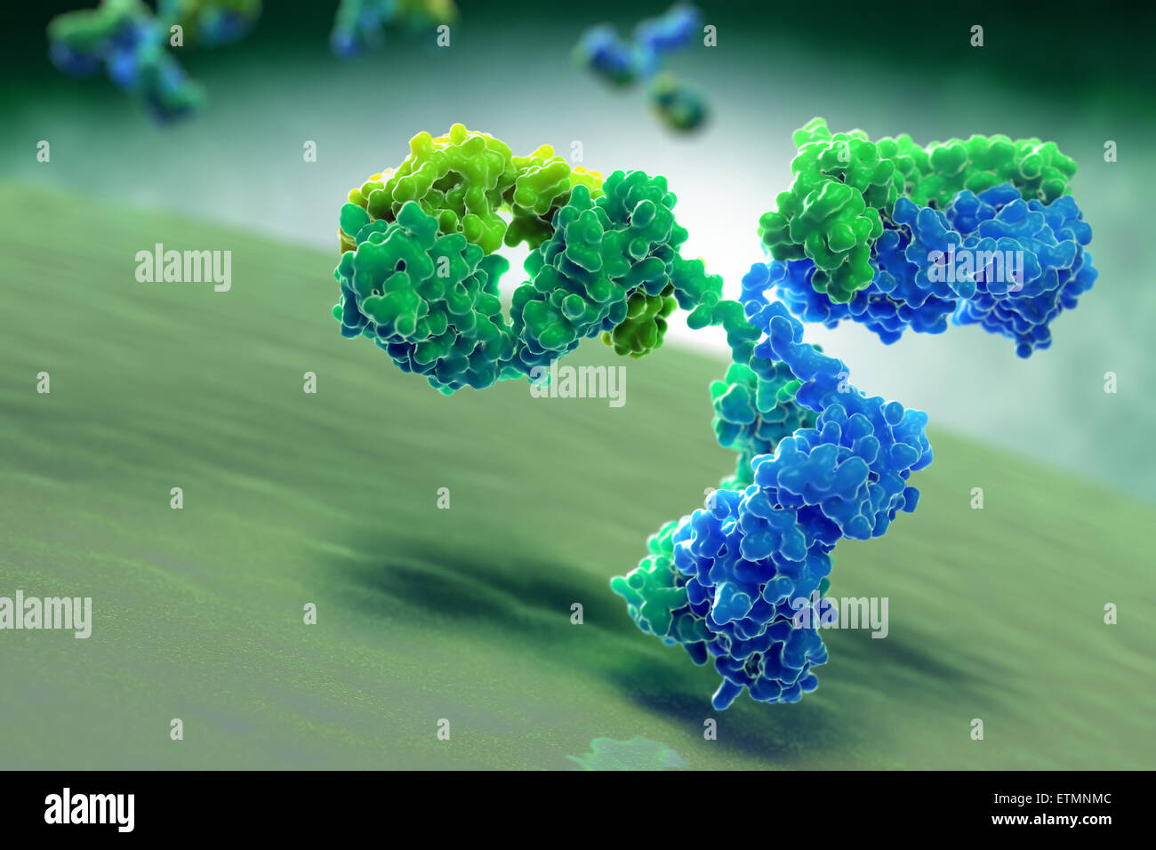 Stylized illustration of y-shaped antibody 1IGT, part of the human ...