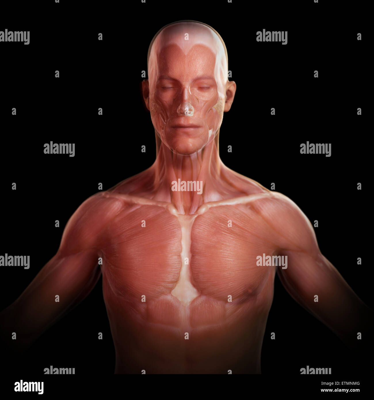 Conceptual image of the face and upper body with the musculature ...