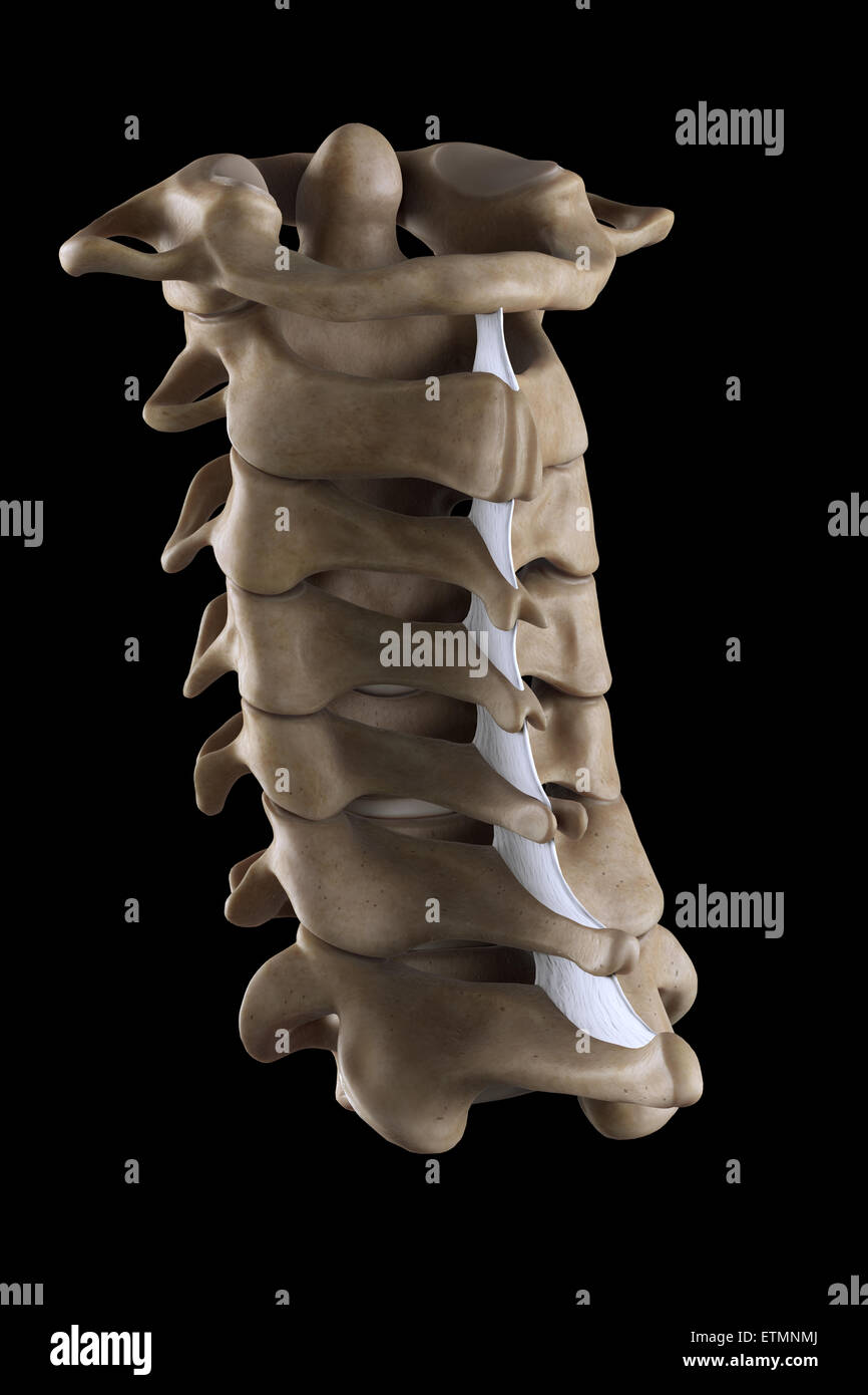 7th Cervical Vertebrae