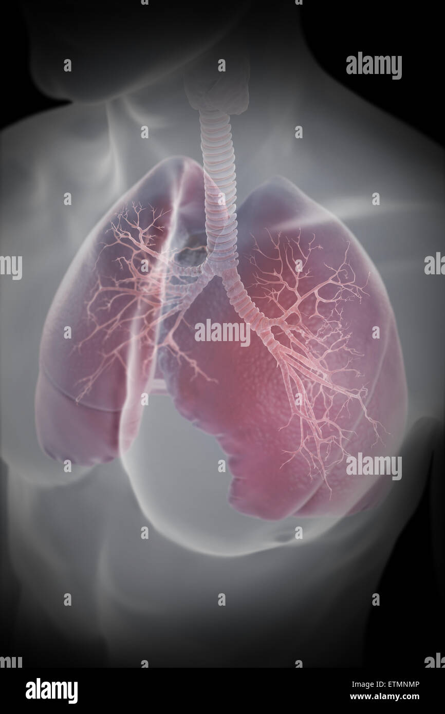 Chest anatomy hi-res stock photography and images - Alamy