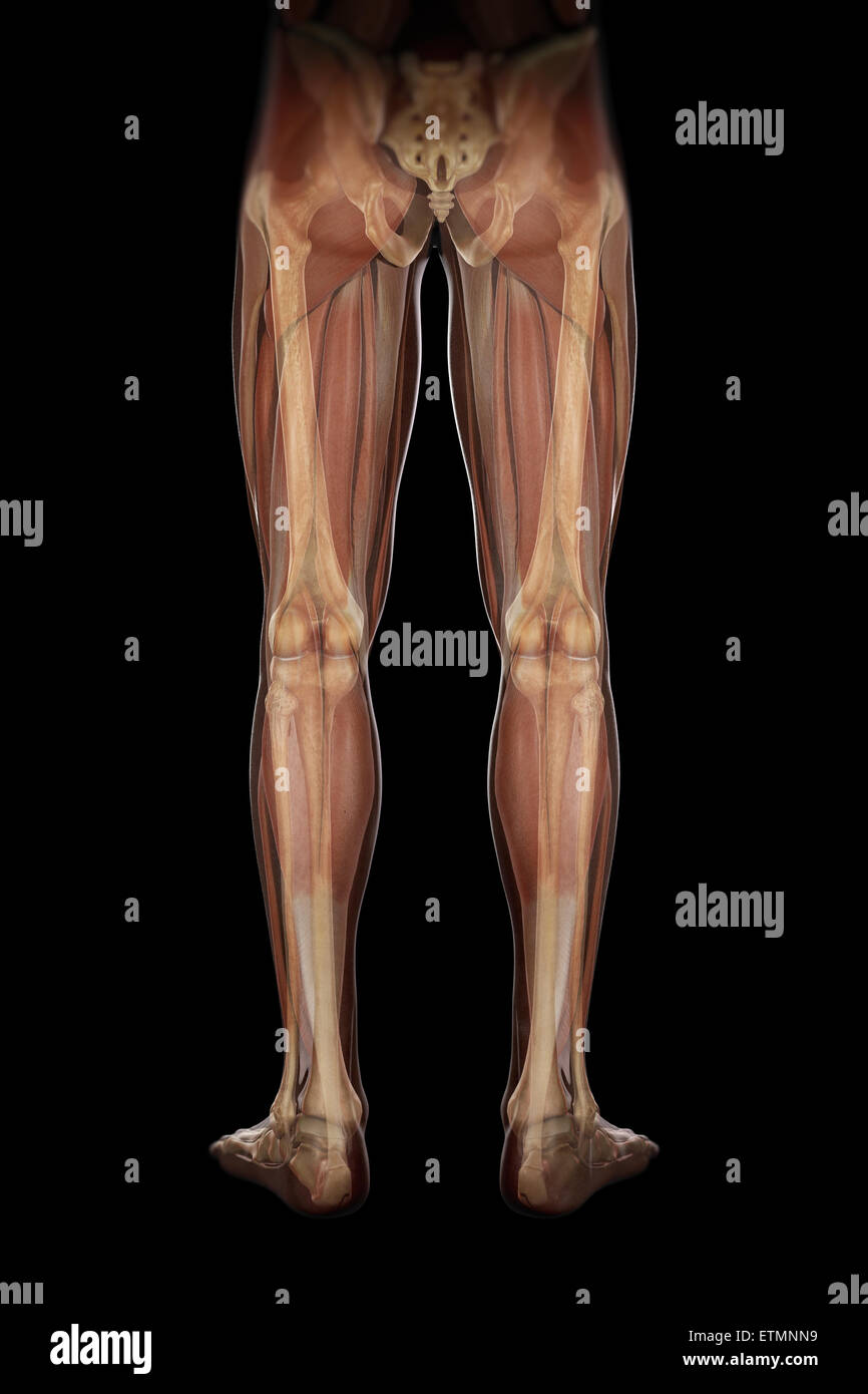 Illustration of the musculature and skeletal structure of the legs ...