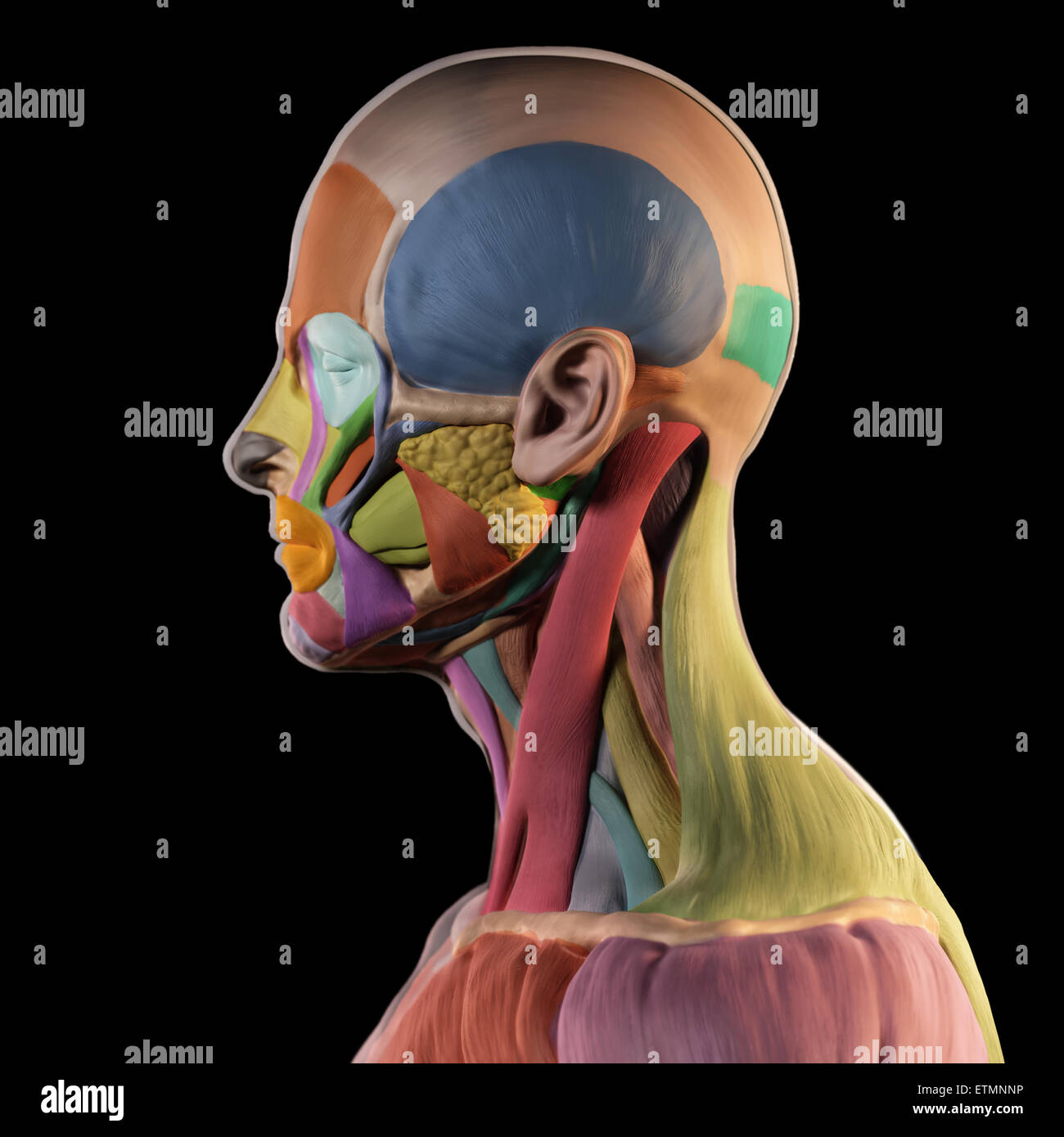 Stylized image of the muscles of the face in the style of a clay model ...