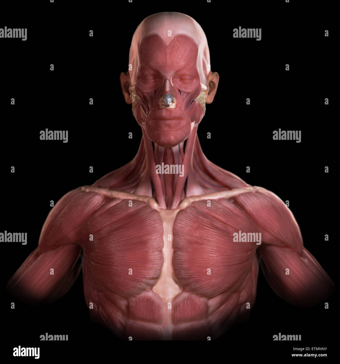 Facial Muscles Stock Photos & Facial Muscles Stock Images - Alamy