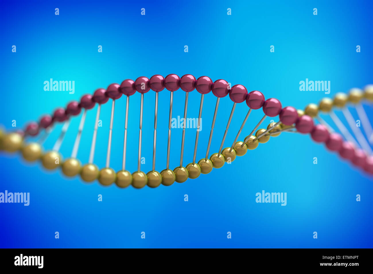 Stylized illustration of strands of human DNA, deoxyribonucleic acid ...