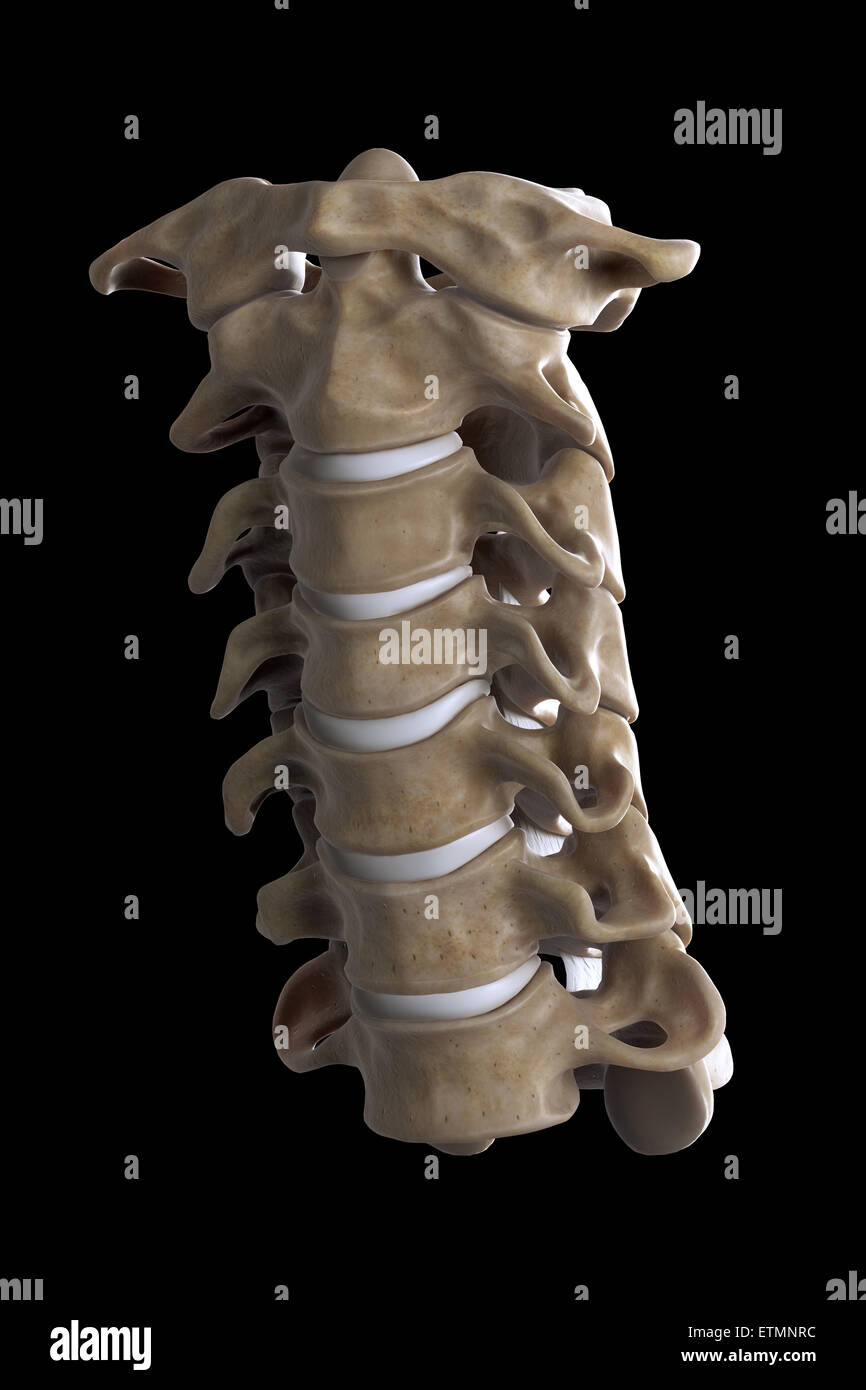 Cervical vertebrae hi-res stock photography and images - Alamy