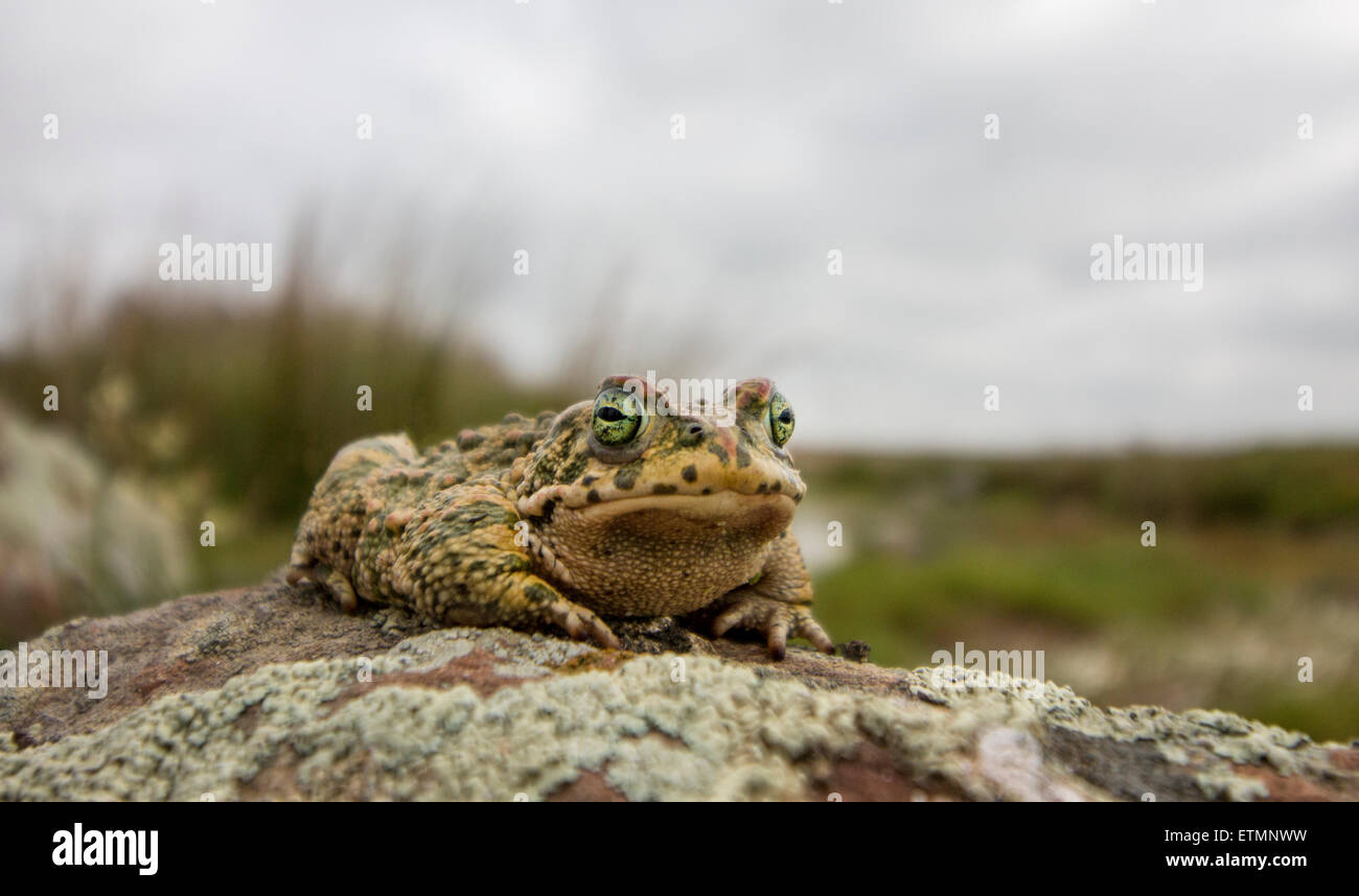 Close up view of the natterjack toad (Epidalea calamita) in nature ...