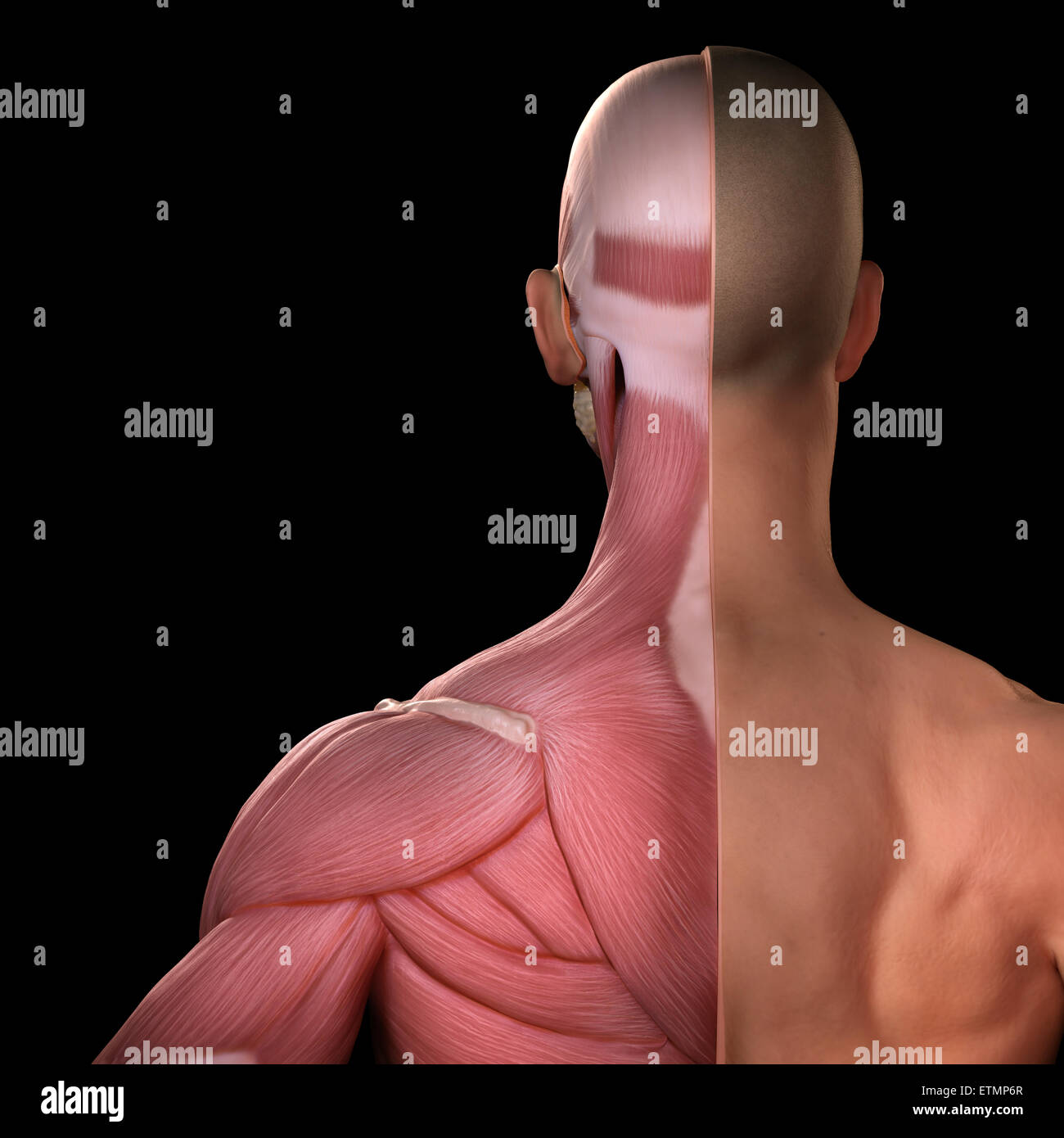 Conceptual image of the back, with muscles exposed on one side Stock ...