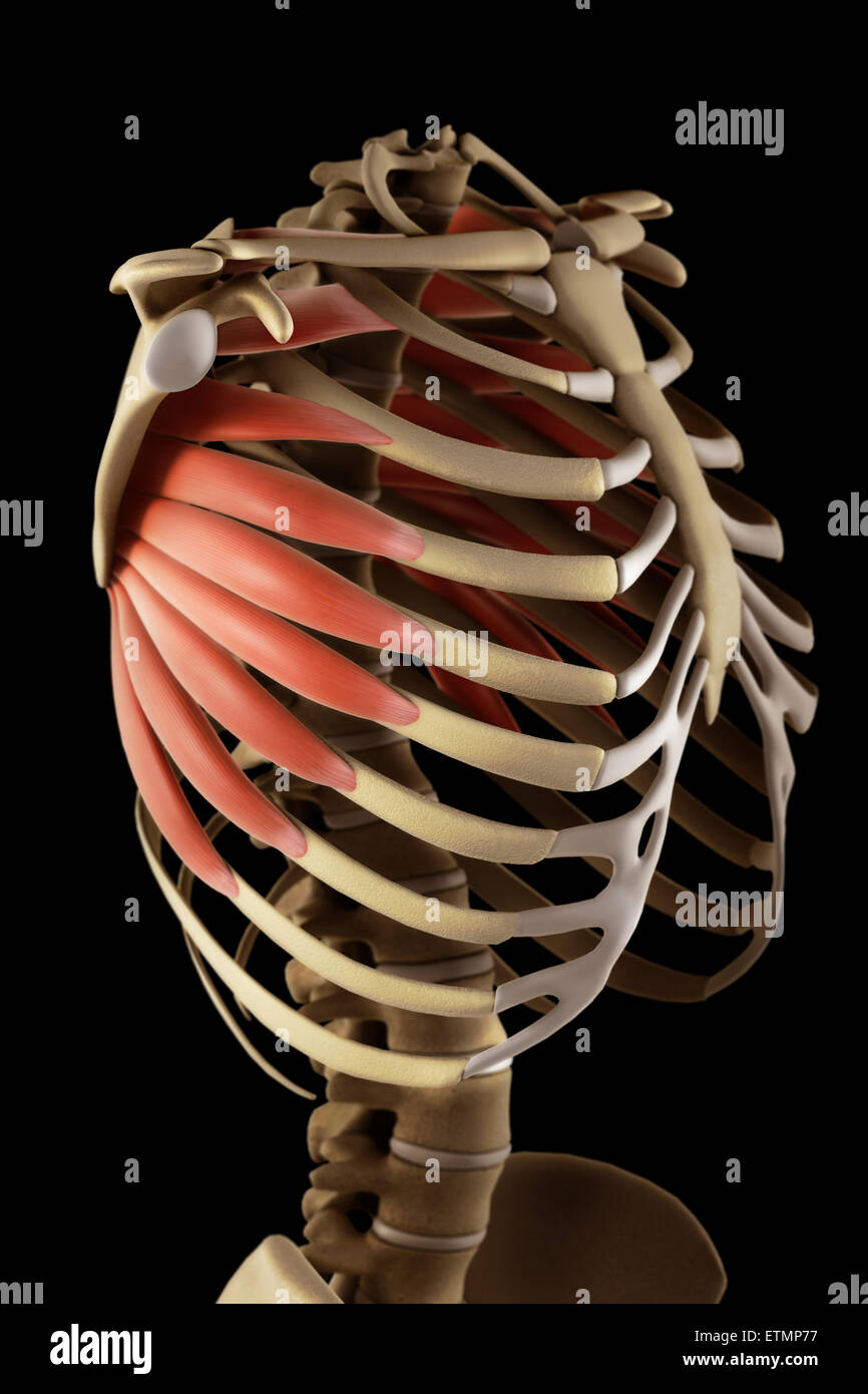 Illustration showing the serratus muscles and part of the skeleton ...