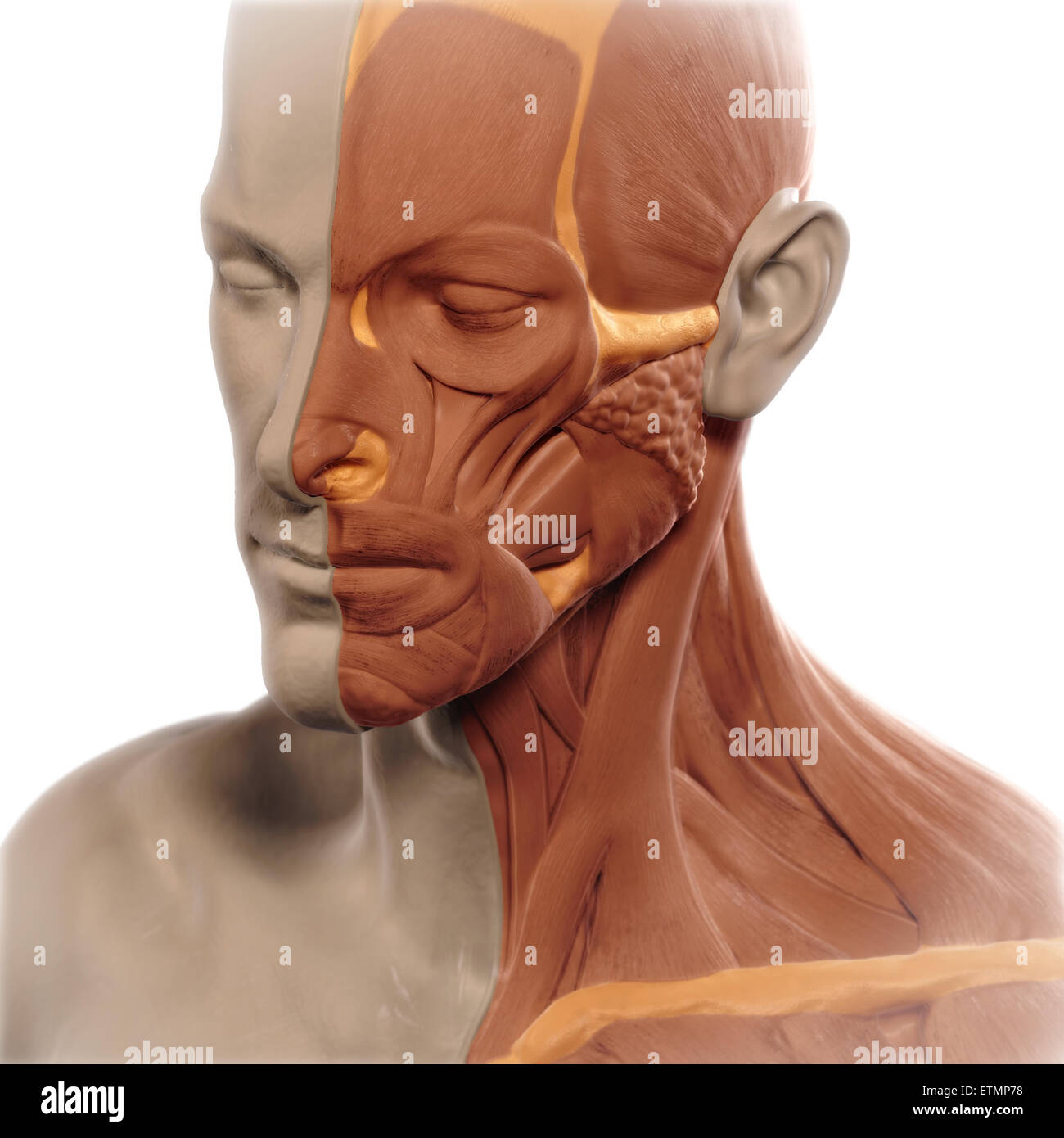 Depressor Anguli Oris Stock Photos & Depressor Anguli Oris Stock Images ...