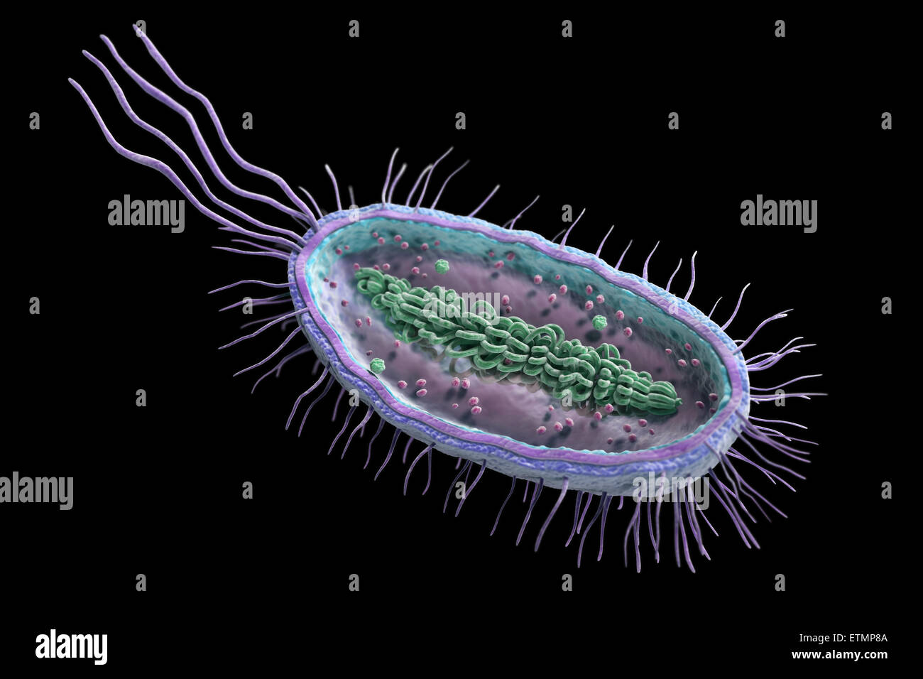 Cross section illustration of a bacteria, showing the inner structure ...