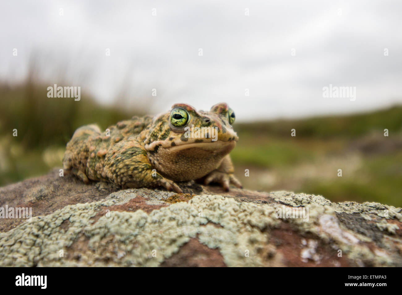 Strong toad hi-res stock photography and images - Alamy