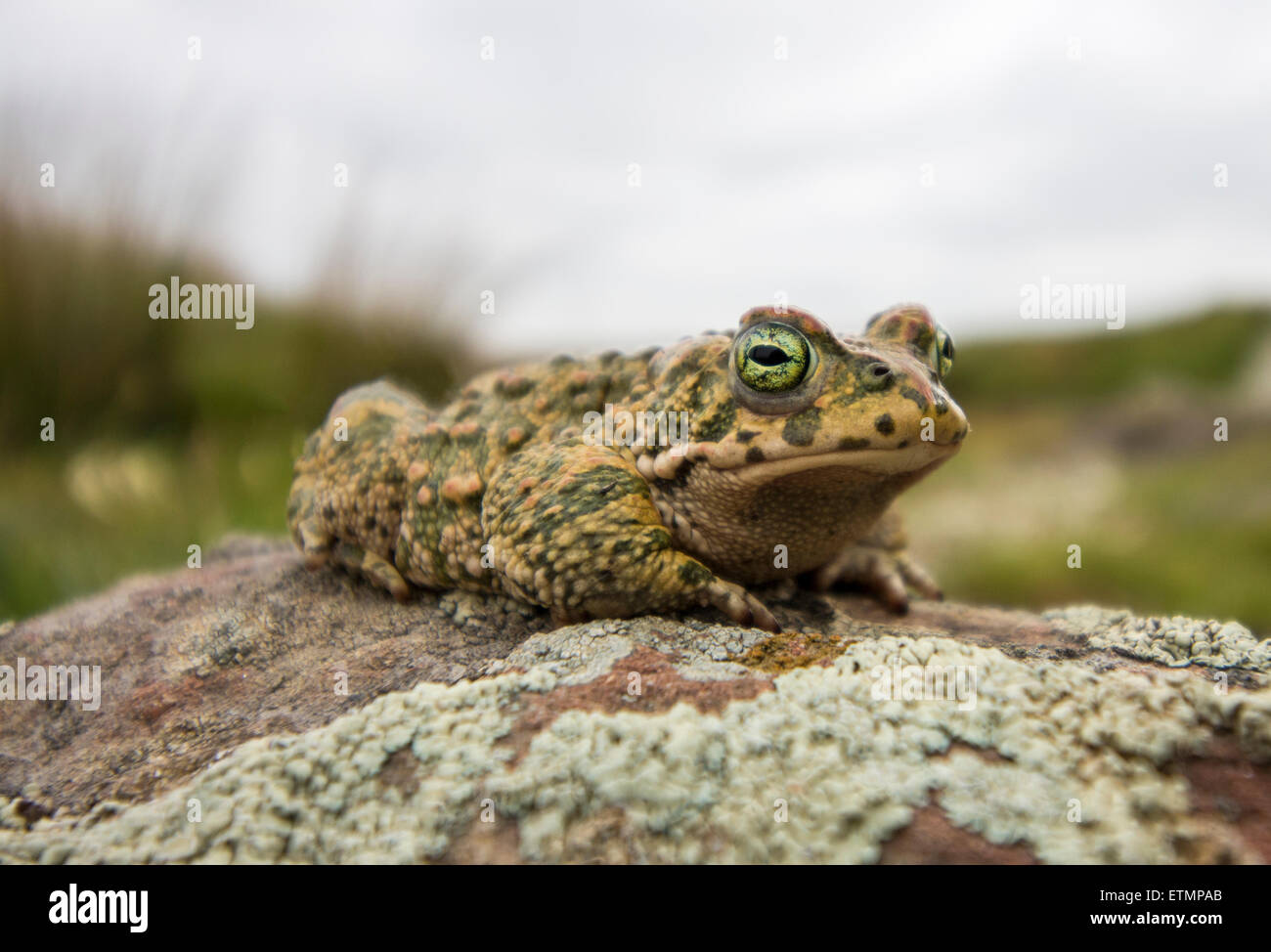 Close up view of the natterjack toad (Epidalea calamita) in nature ...