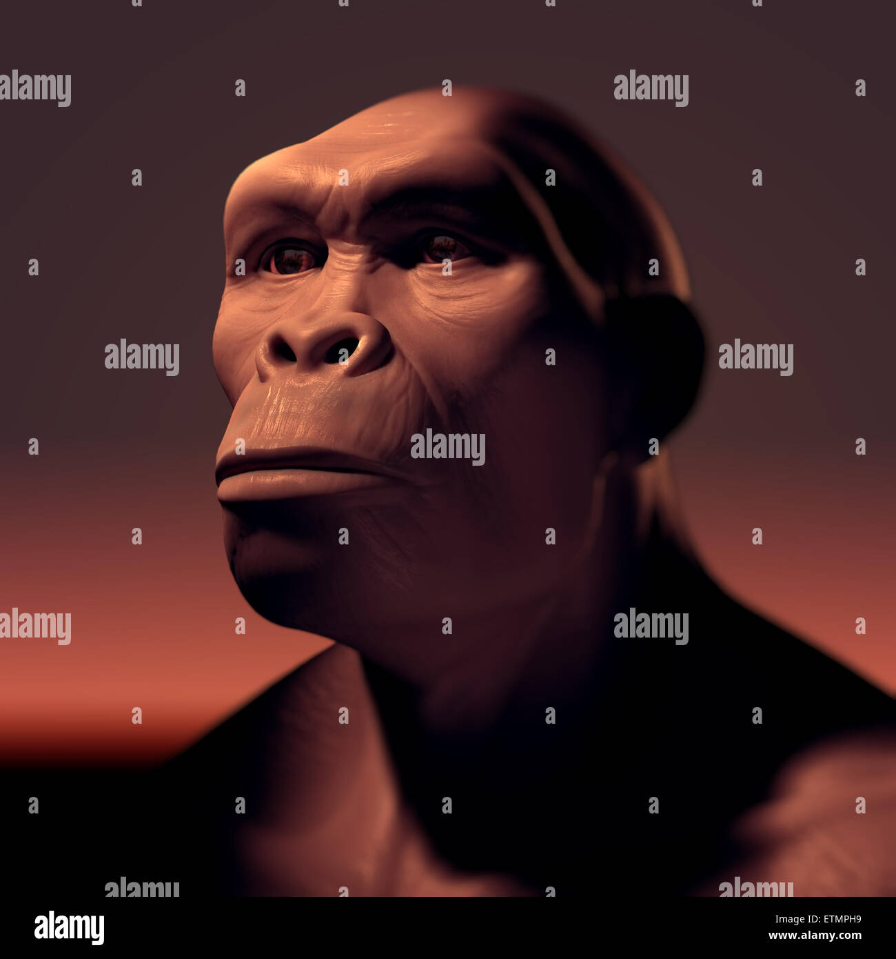 Depiction of a Homo Habilis, an extinct genus of hominids and ancestor ...