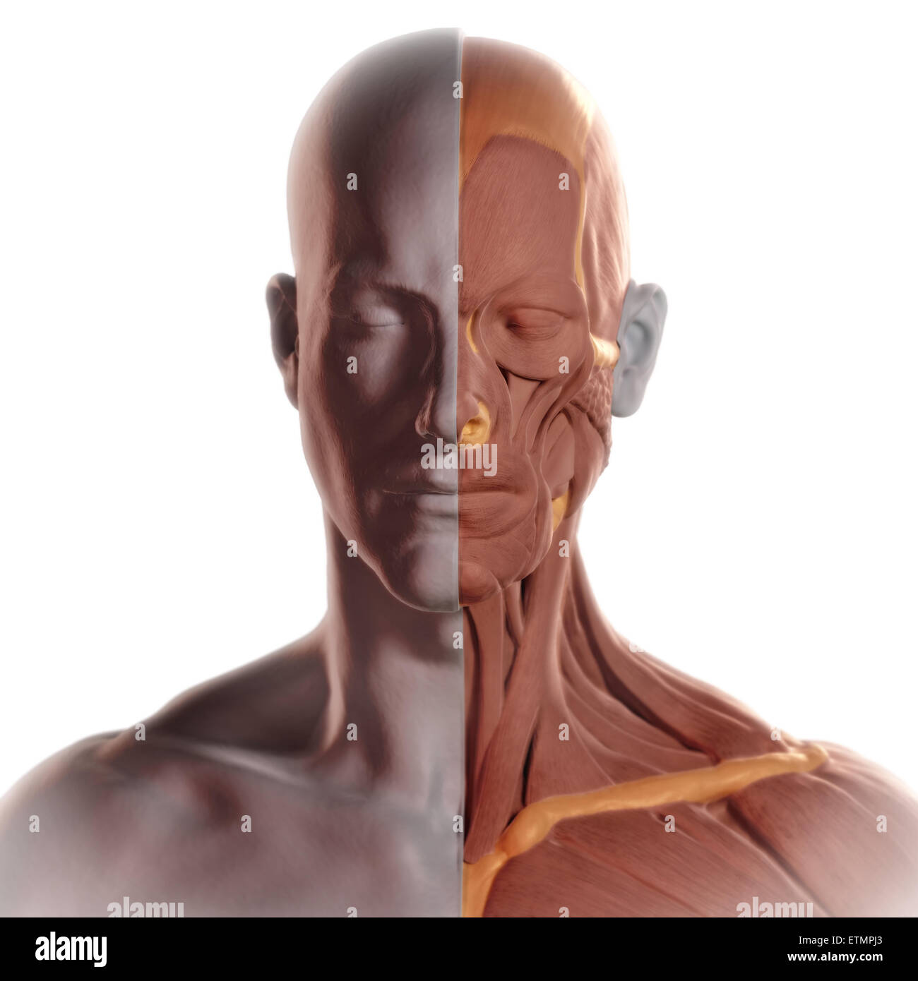 Conceptual image in the style of a clay model of the face with muscle ...