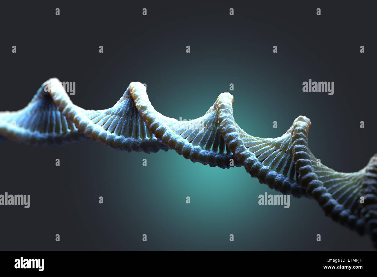 Stylized illustration of strands of human DNA, deoxyribonucleic acid ...