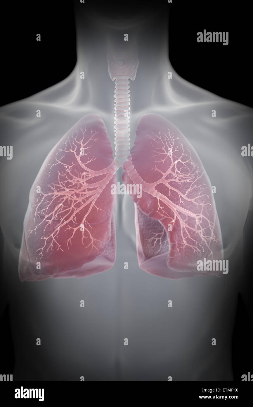 Male chest anatomy hi-res stock photography and images - Alamy