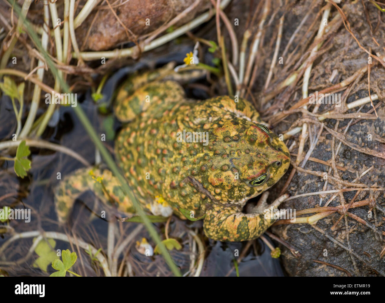 Close up view of the natterjack toad (Epidalea calamita) in nature ...