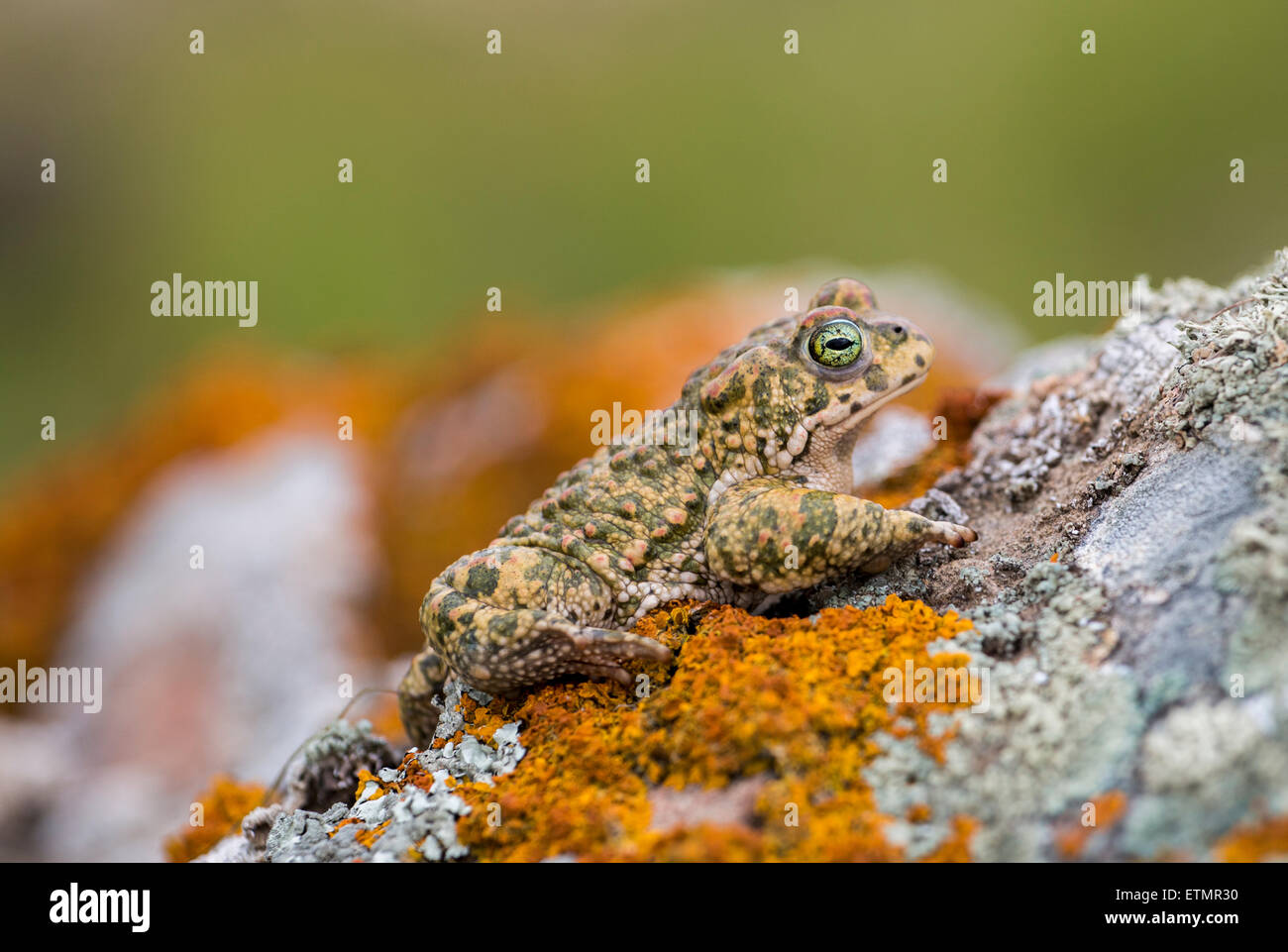 Natterjack toad hi-res stock photography and images - Alamy