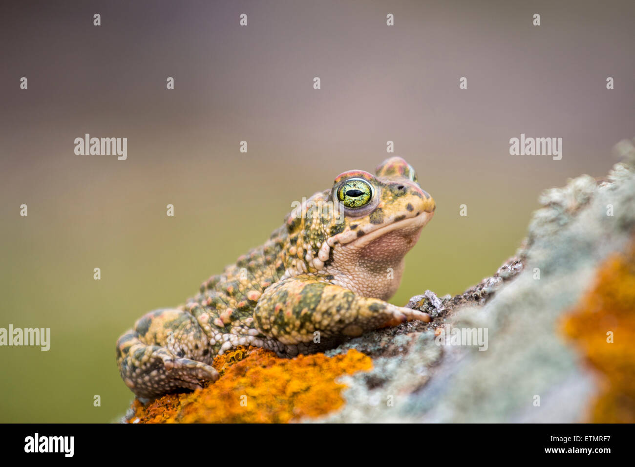 Close up view of the natterjack toad (Epidalea calamita) in nature ...