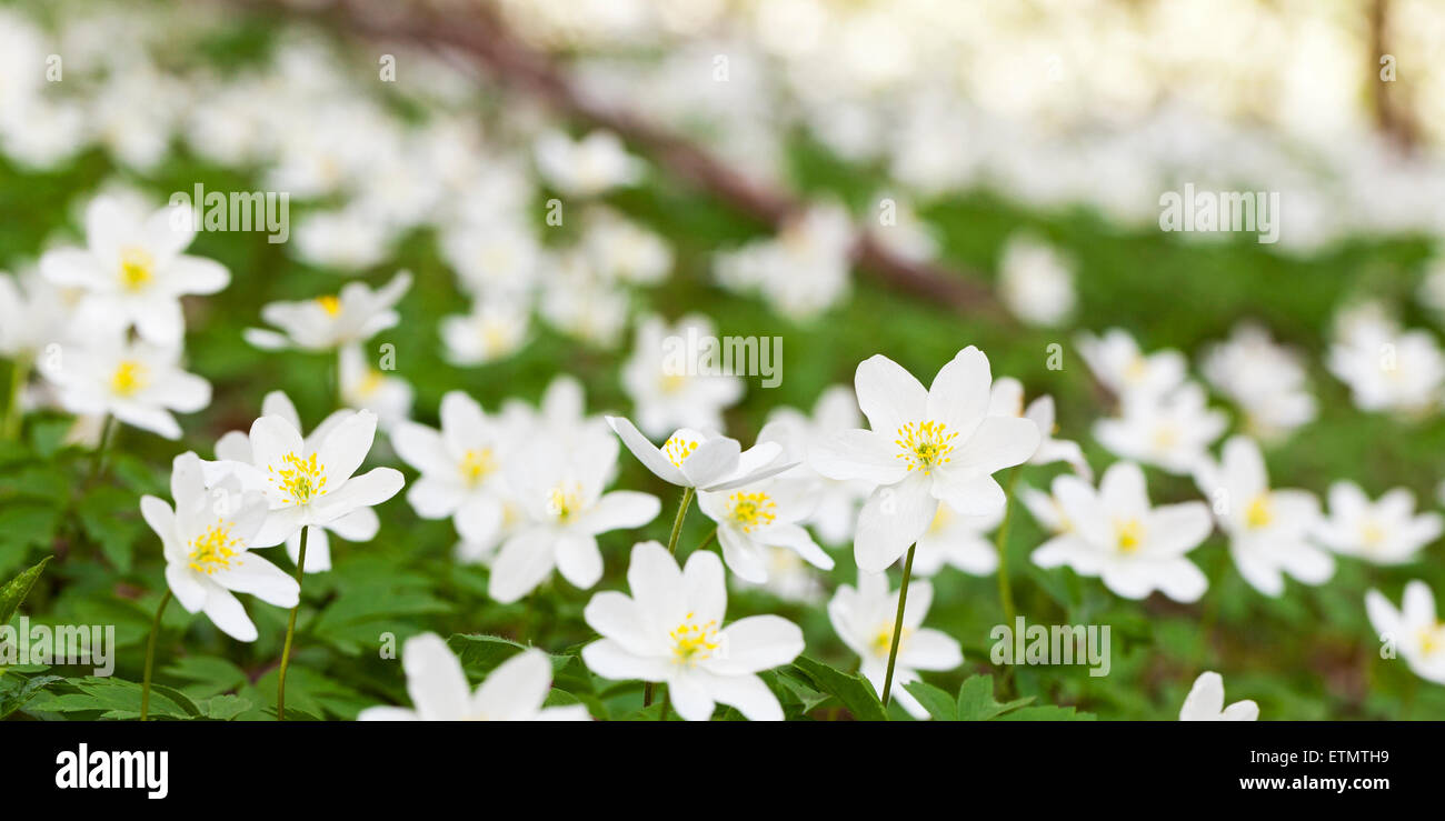 Flower glades hi-res stock photography and images - Alamy