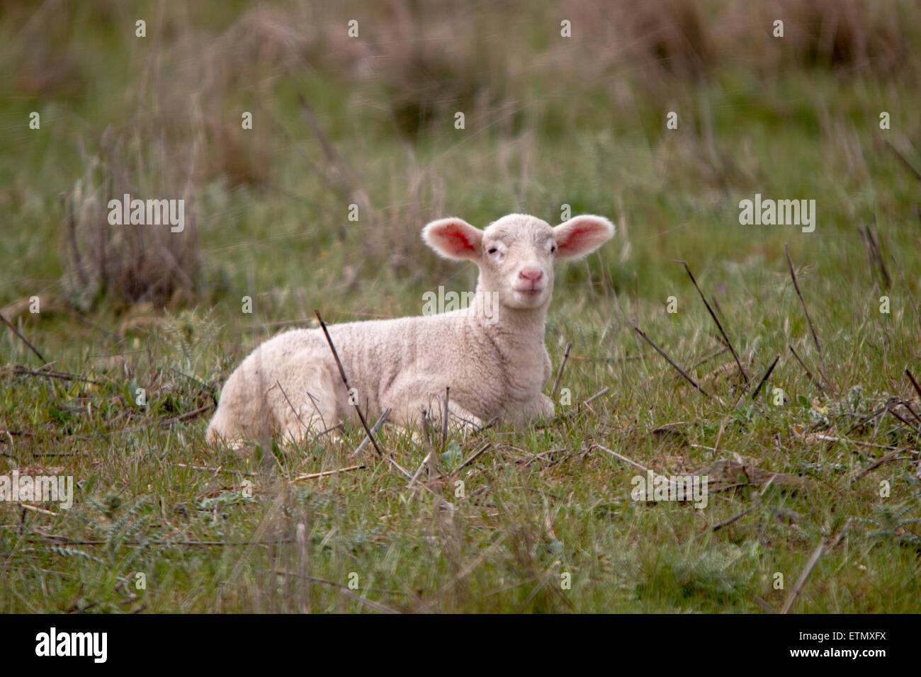 Lonely lamb hi-res stock photography and images - Alamy