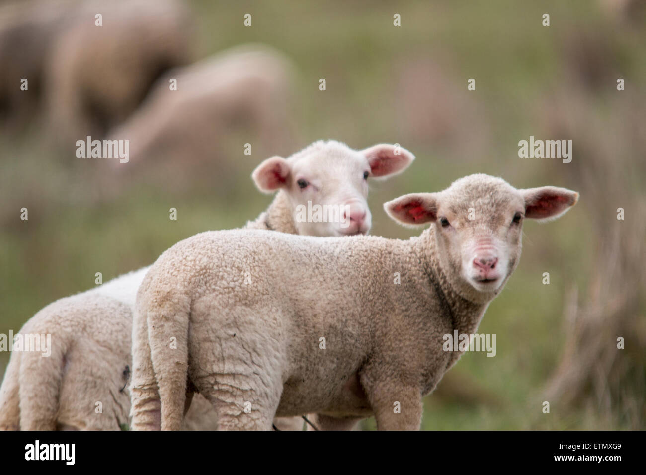 View of two lonely baby lambs in nature Stock Photo - Alamy
