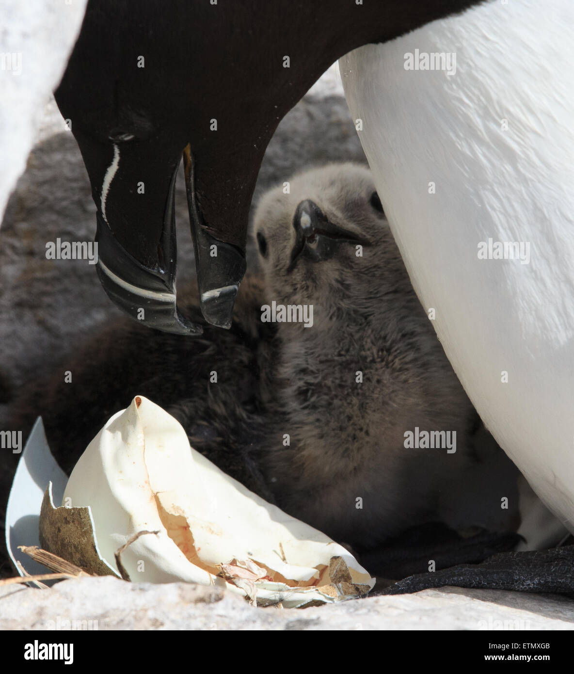 Razorbill Egg High Resolution Stock Photography and Images - Alamy