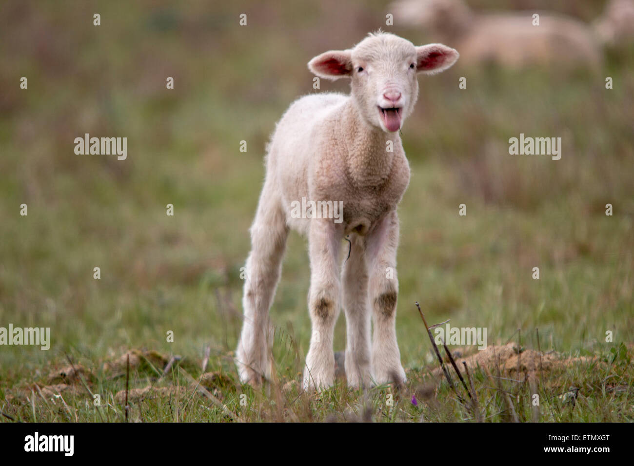 View of a lonely baby lamb in nature Stock Photo - Alamy