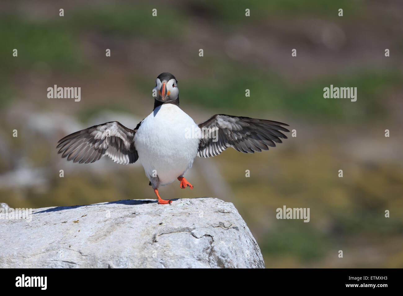 Atlantic Puffin flapping its wings Stock Photo - Alamy